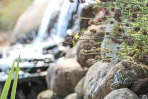 Frogs And Your Backyard Pond - Backyard Water Garden