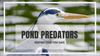 Keeping Koi Safe From Pond Predators - Backyard Water Garden