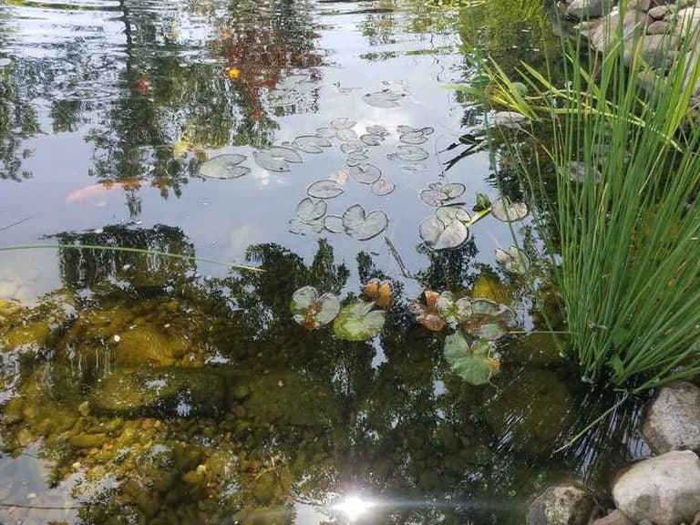 Choosing The Right UV Light For Your Pond - Backyard Water Garden