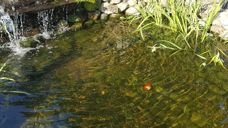 Choosing The Right UV Light For Your Pond - Backyard Water Garden