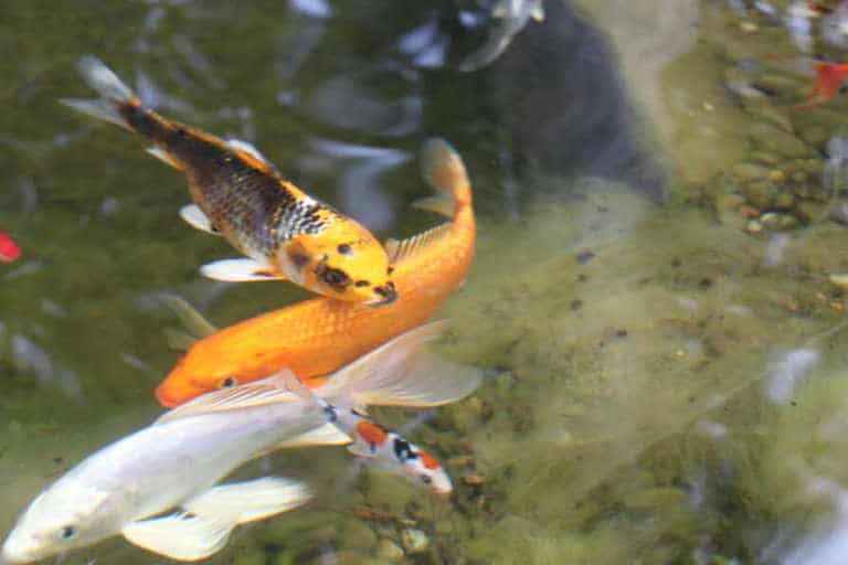 Know This Before Owning Koi - Backyard Water Garden