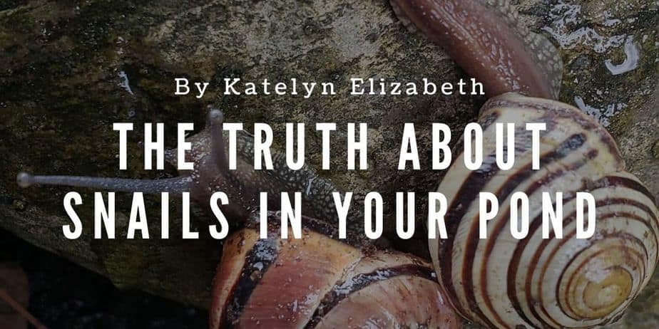 The Truth About Snails In Your Pond - Backyard Water Garden