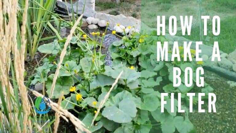 How To Make A Bog Filter - Backyard Water Garden