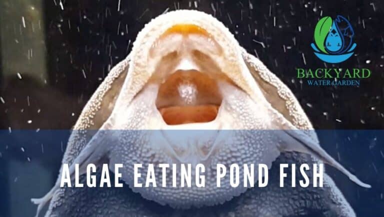 Algae Eating Pond Fish - Backyard Water Garden
