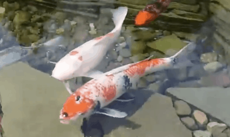 Algae Eating Pond Fish - Backyard Water Garden