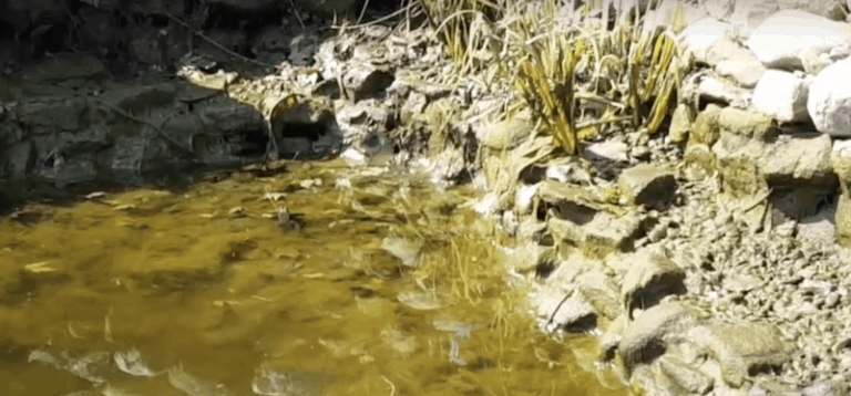Guide To Muck Control - Backyard Water Garden