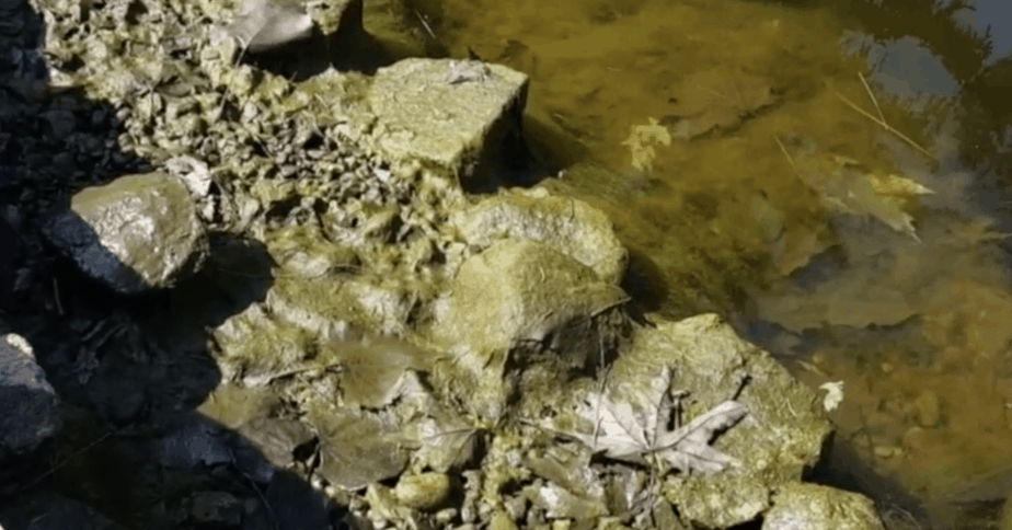 Guide To Muck Control - Backyard Water Garden