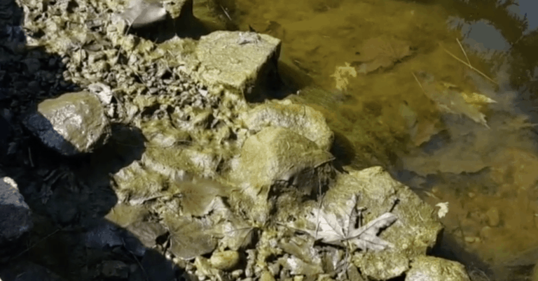 Guide To Muck Control - Backyard Water Garden