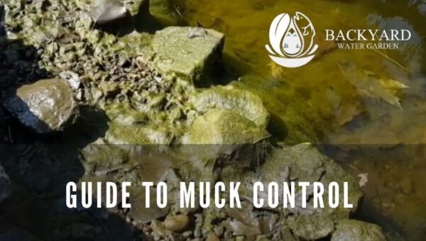 Guide To Muck Control - Backyard Water Garden
