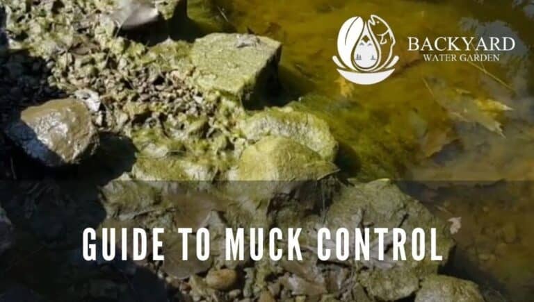 Guide To Muck Control - Backyard Water Garden
